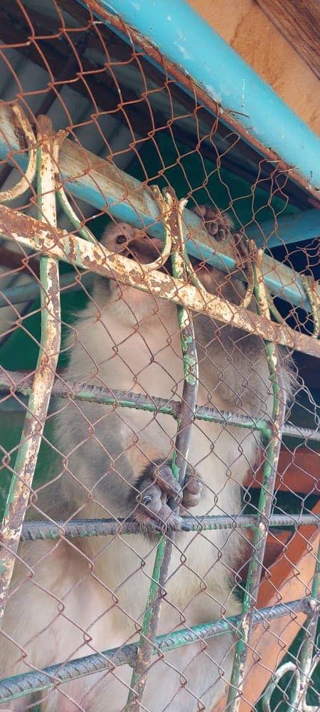 Vəhşi heyvanları qəfəsdə saxlayan restoran sahibi cəzalandırıldı