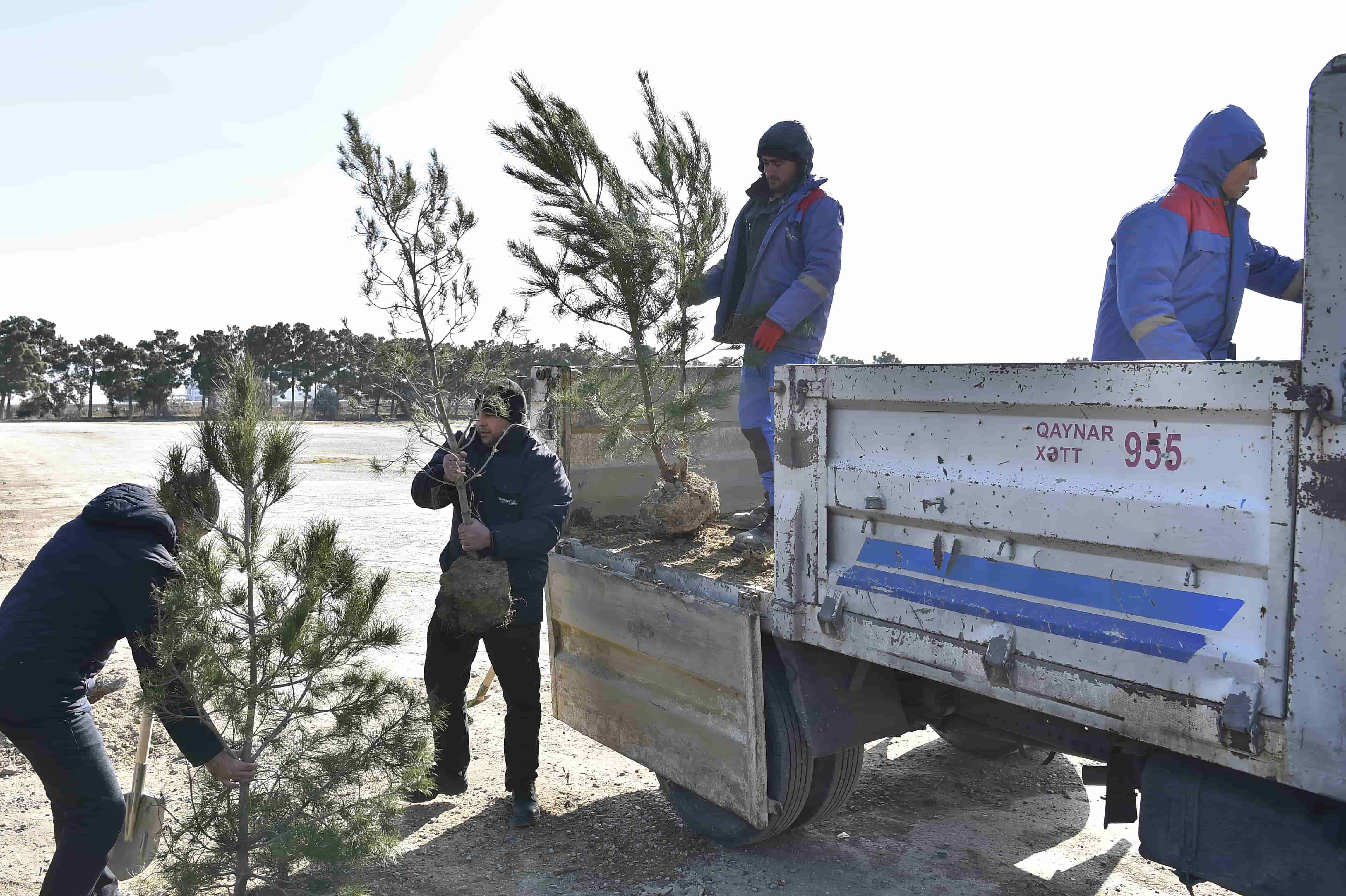 “Azərsu” ağacəkmə aksiyasına başlayıb — Fotolar