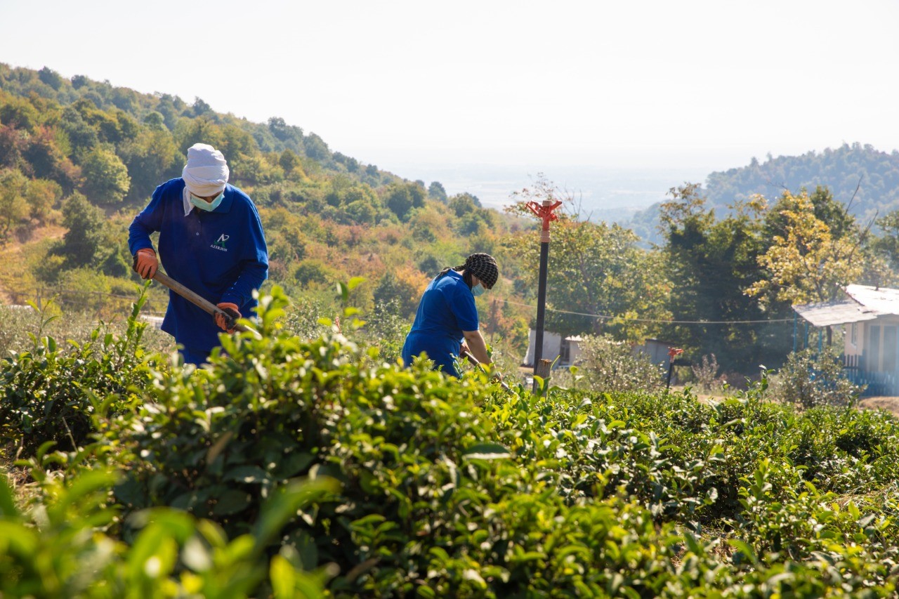 “Azerçay” çayçılığın inkişafına dəstək verməyə davam edir — Foto